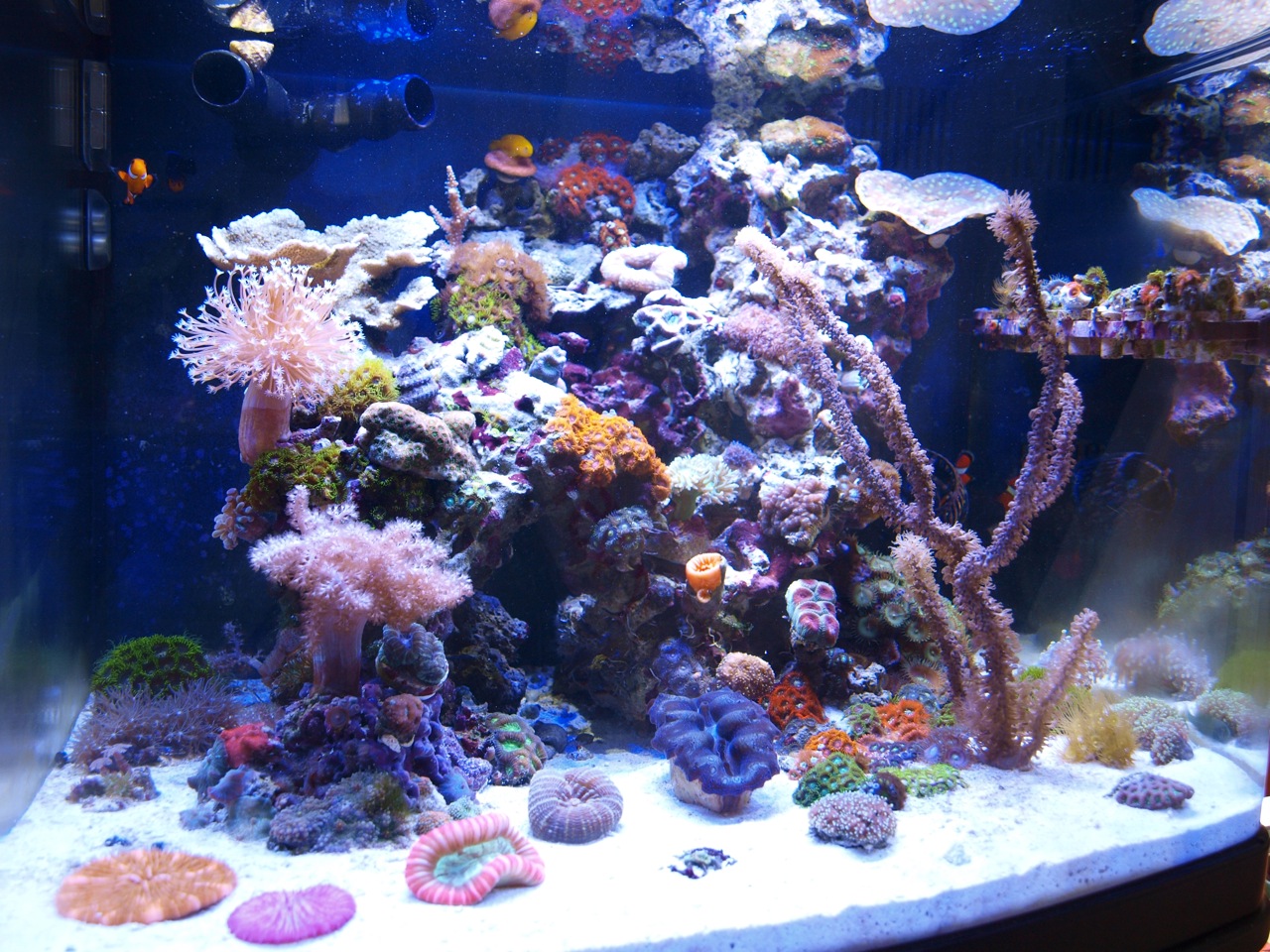 C Jerome's BioCube 29 Custom LED - All-In-One Tanks - Nano-Reef Community